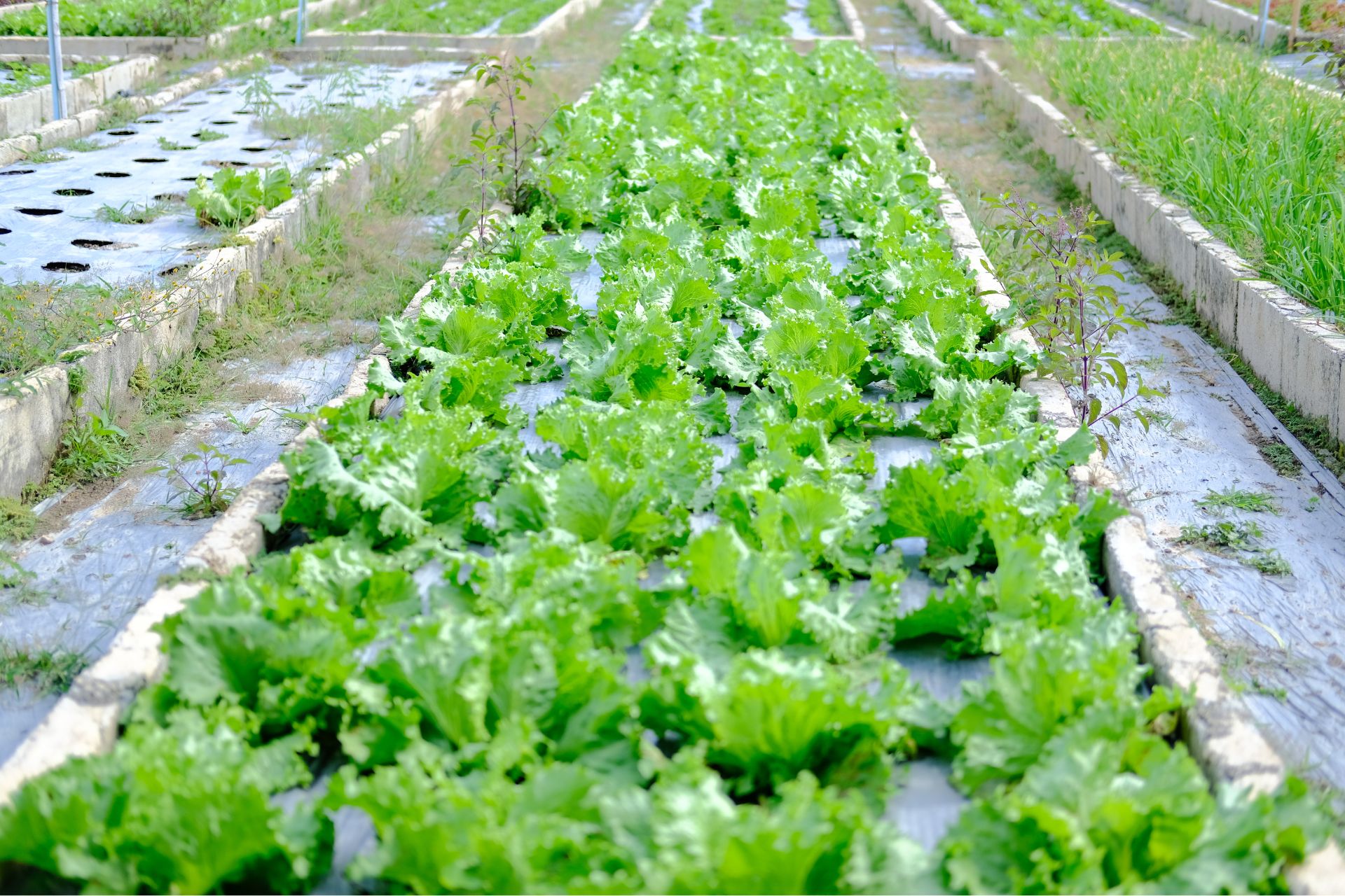 Lechuga Iceberg - Arin Fruit - Benicarló