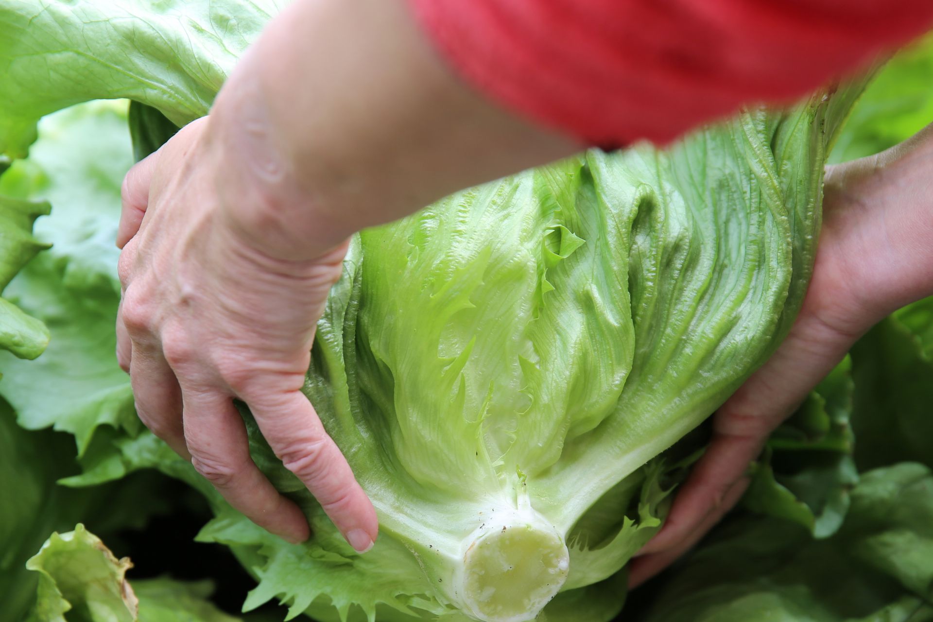 Lechuga Iceberg - Arin Fruit - Benicarló
